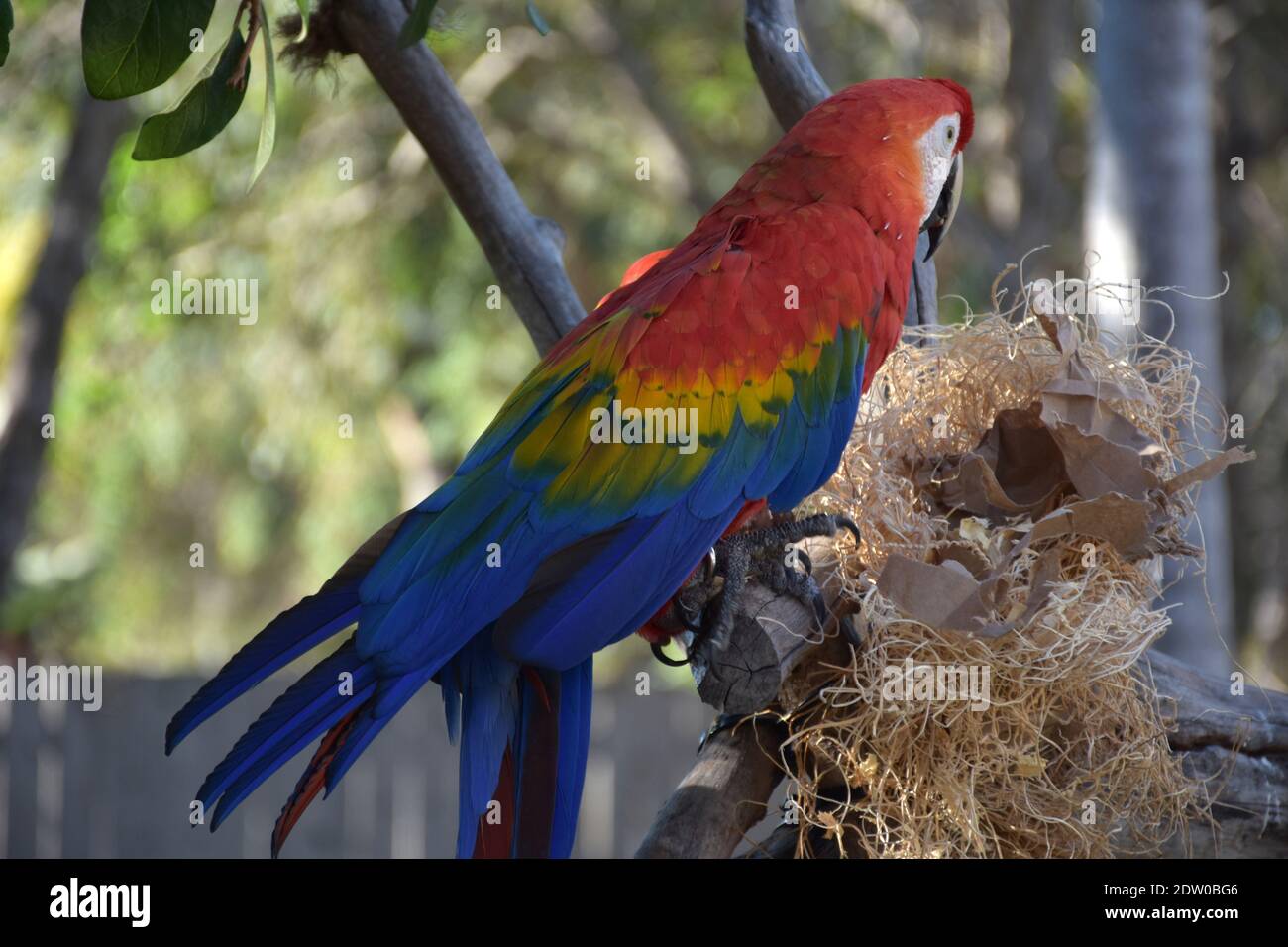 Pretty parrot looking backwards over his shoulder Stock Photo - Alamy