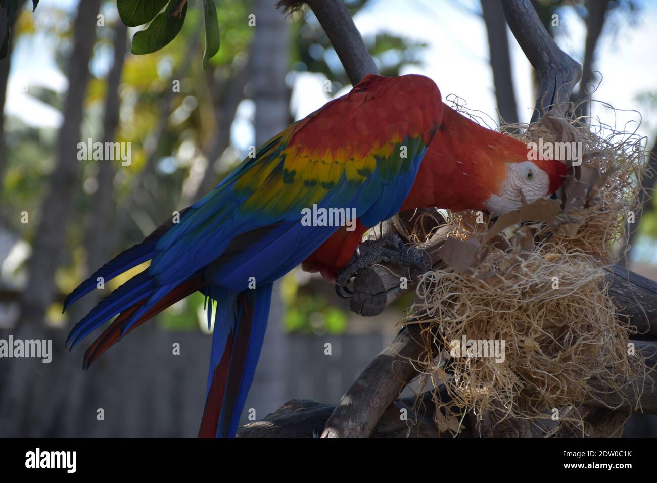 Bright macaw with brilliant colored feathers on a tree Stock Photo - Alamy