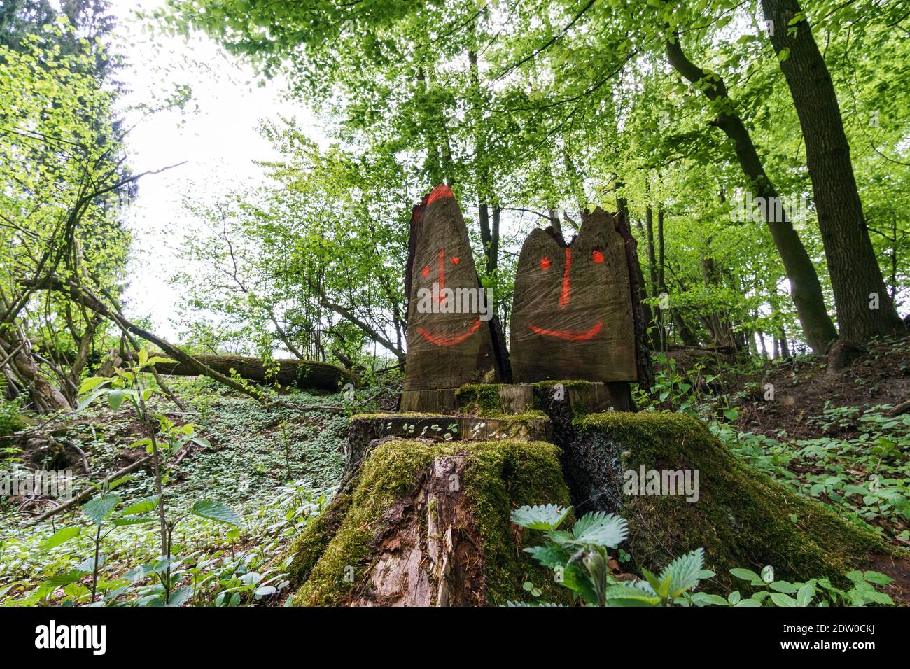 Funny face in tree trunk hi-res stock photography and images - Alamy