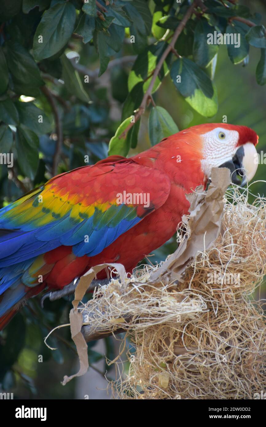 Straw nest with brightly colored parrot up close Stock Photo - Alamy