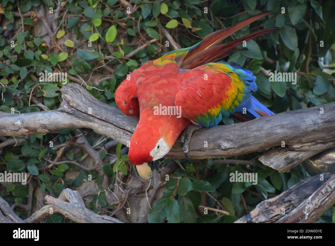 Pretty scarlet macaw bird stretching down off a branch Stock Photo - Alamy