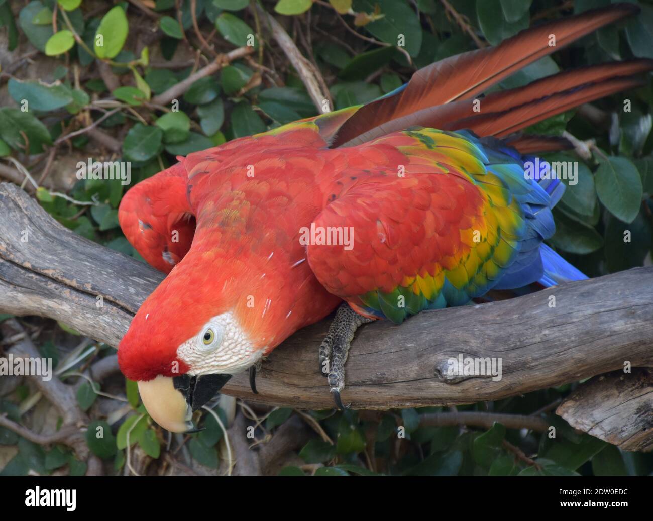Brilliant colored macaw parrot on a tree branch Stock Photo - Alamy