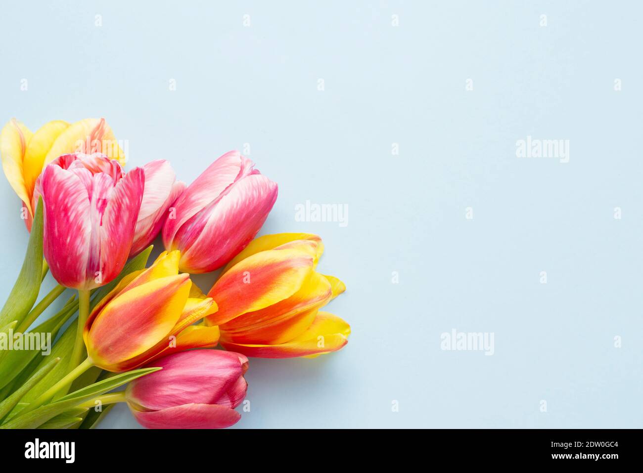 Beautiful colorful tulips on a light blue background with a copy space ...