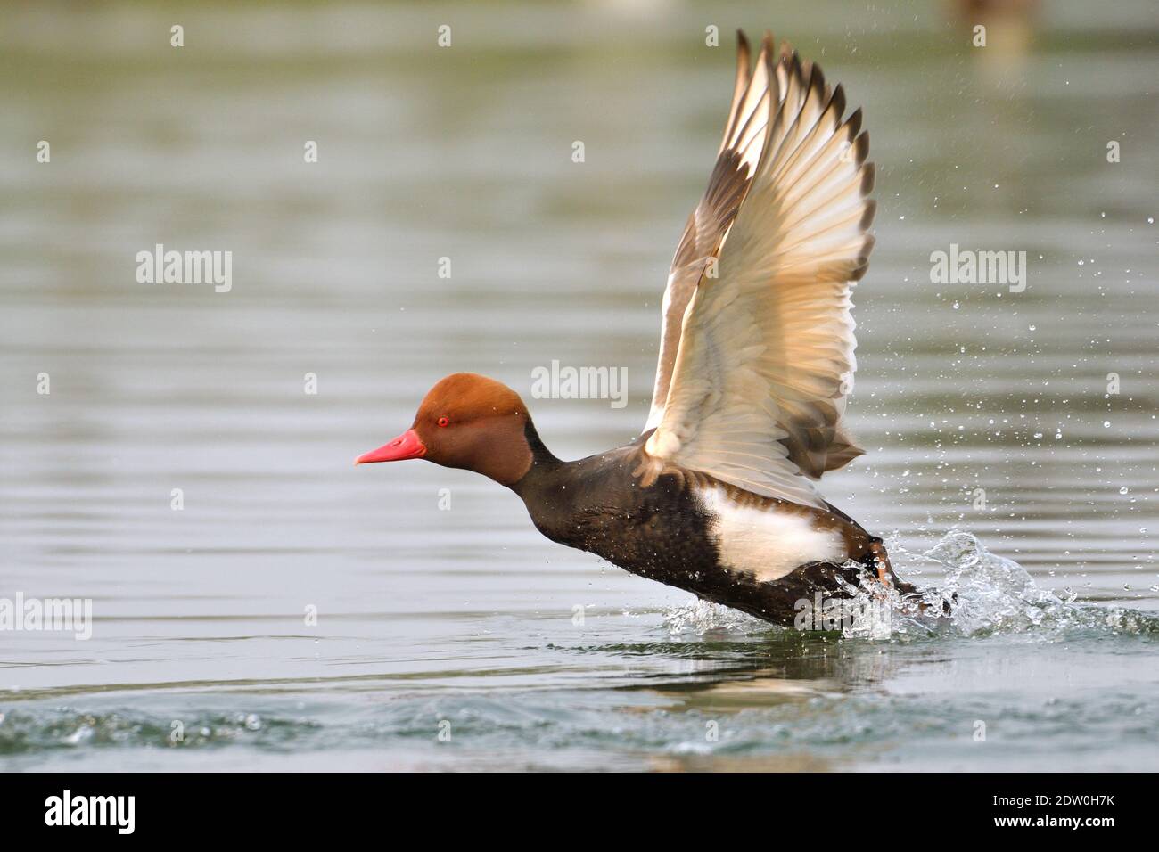 Male Red Crested Pochard Duck Is Taking Off From The Water Stock Photo ...