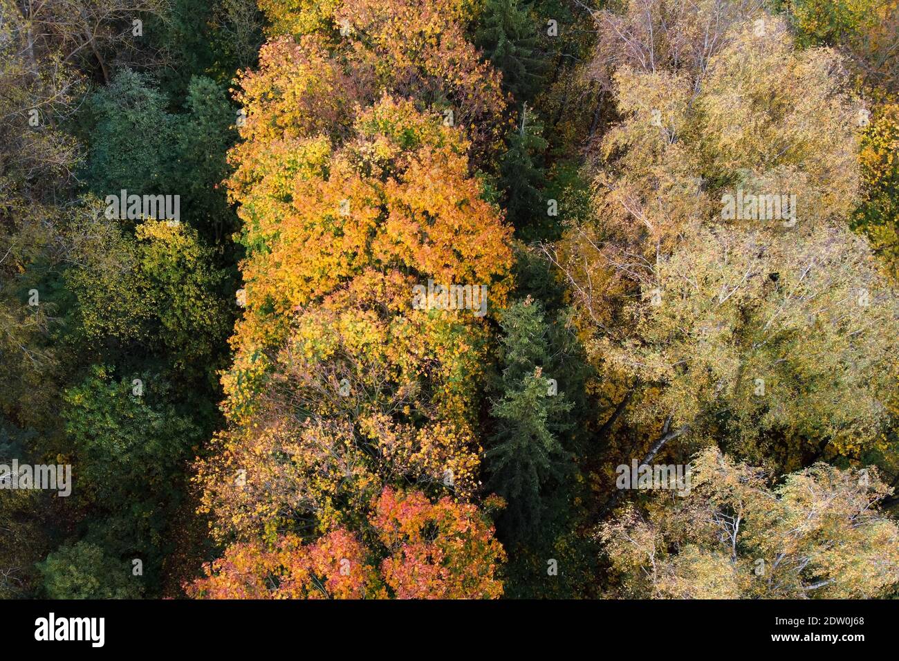 Aerial view of autumn forest, trees with yellow foliage, top view. Fall ...