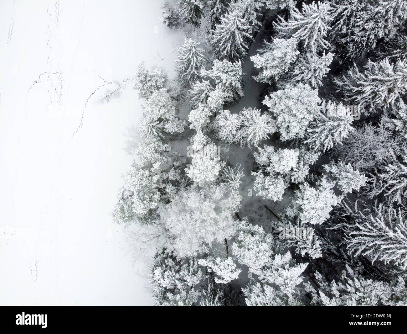 Winter forest with snowy trees, aerial view. Winter nature, aerial ...
