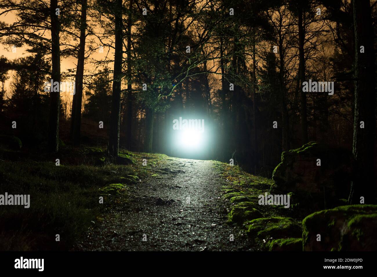 Night woods flashlight hi-res stock photography and images - Alamy