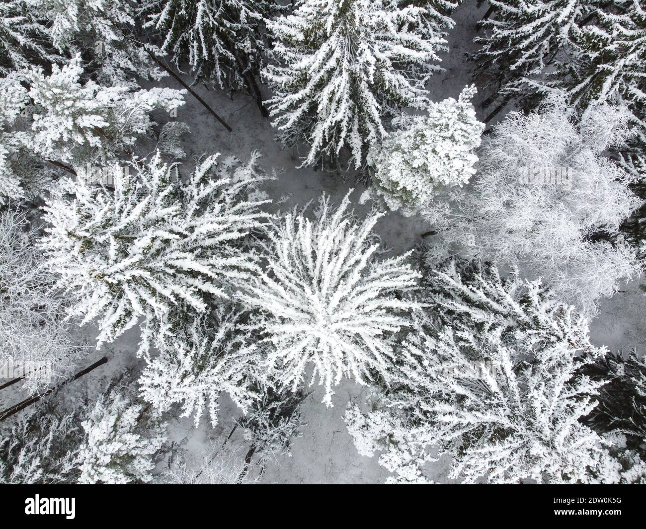 Aerial view of winter forest with snowy trees. Winter nature, aerial ...