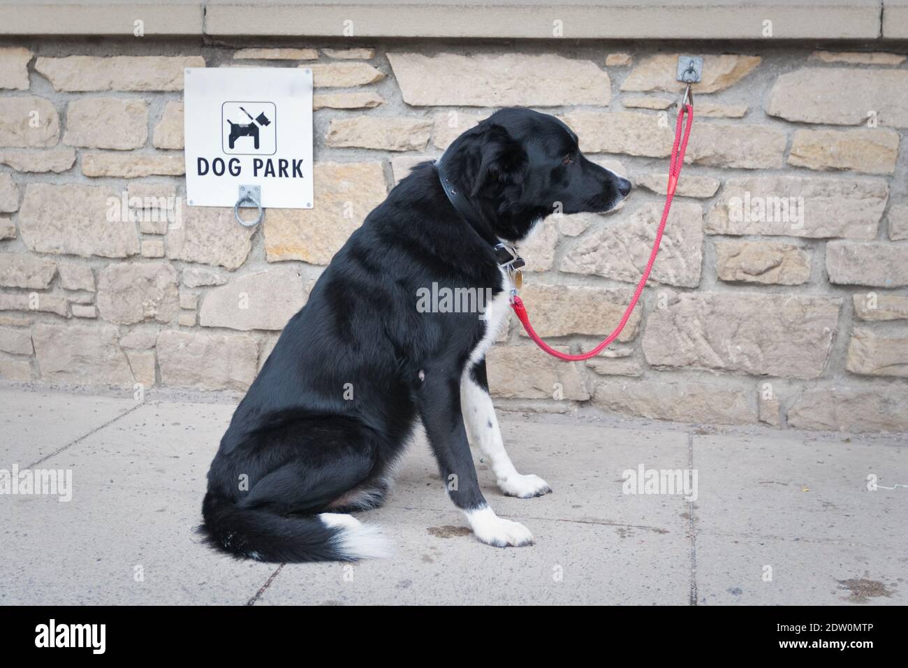 Restraint animals hi-res stock photography and images - Alamy