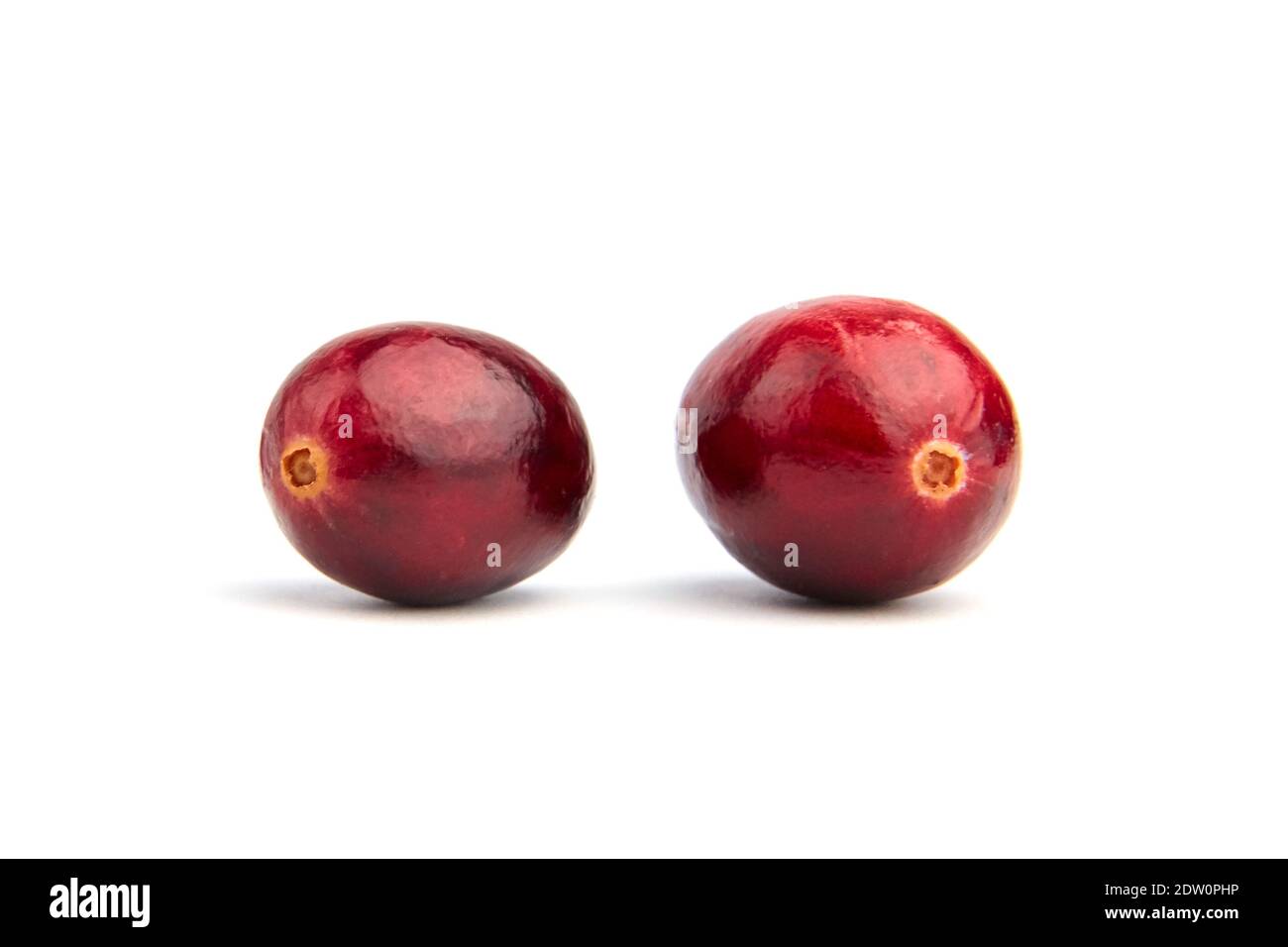 Cranberries isolated on white background. Two fresh marsh berries. Ripe ...