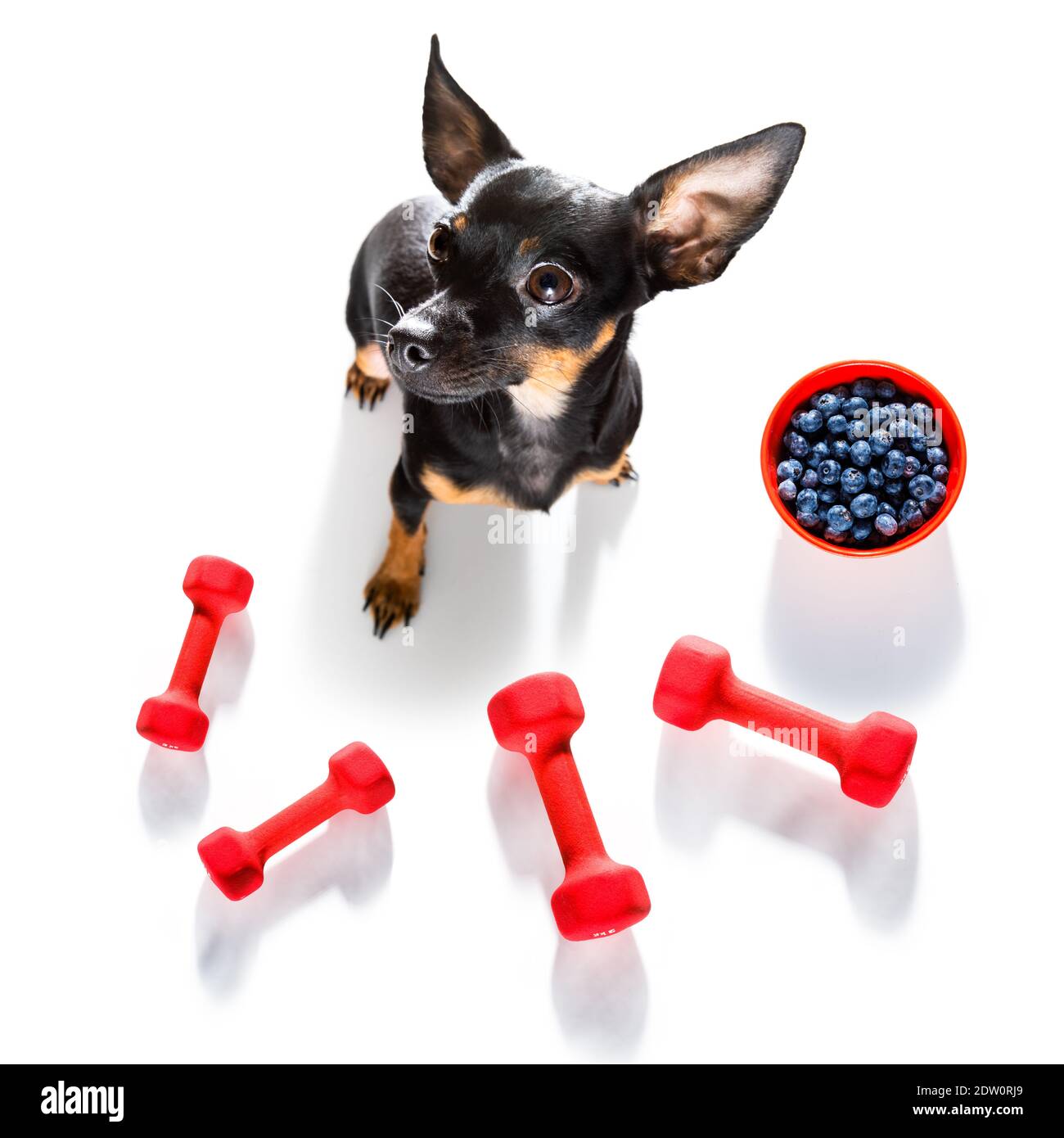 prague ratter dog lifting a heavy big dumbbell, as personal trainer ...