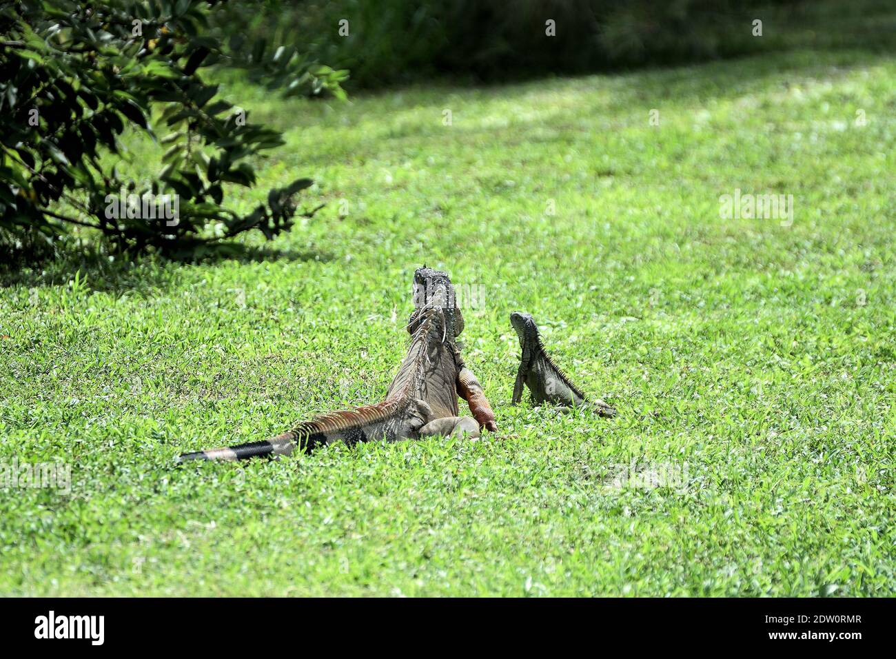 Lizard duck hi-res stock photography and images - Alamy