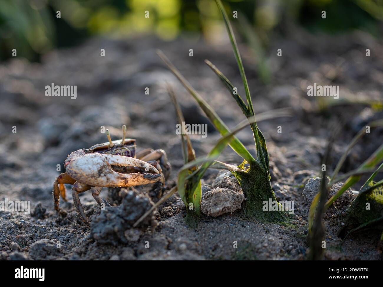Big-legged sea crabs in their habitat Stock Photo - Alamy