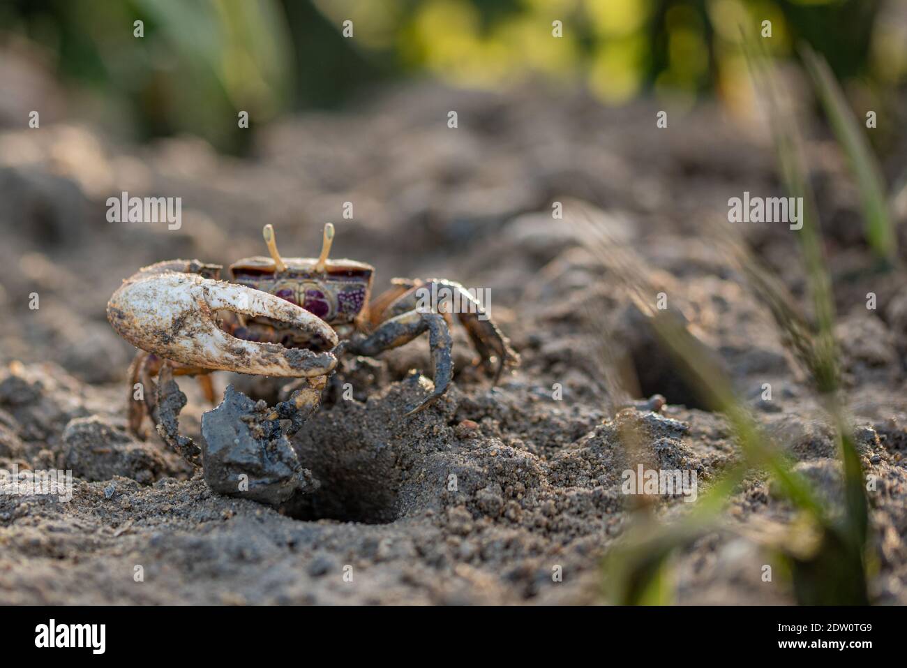 Big-legged sea crabs in their habitat Stock Photo - Alamy