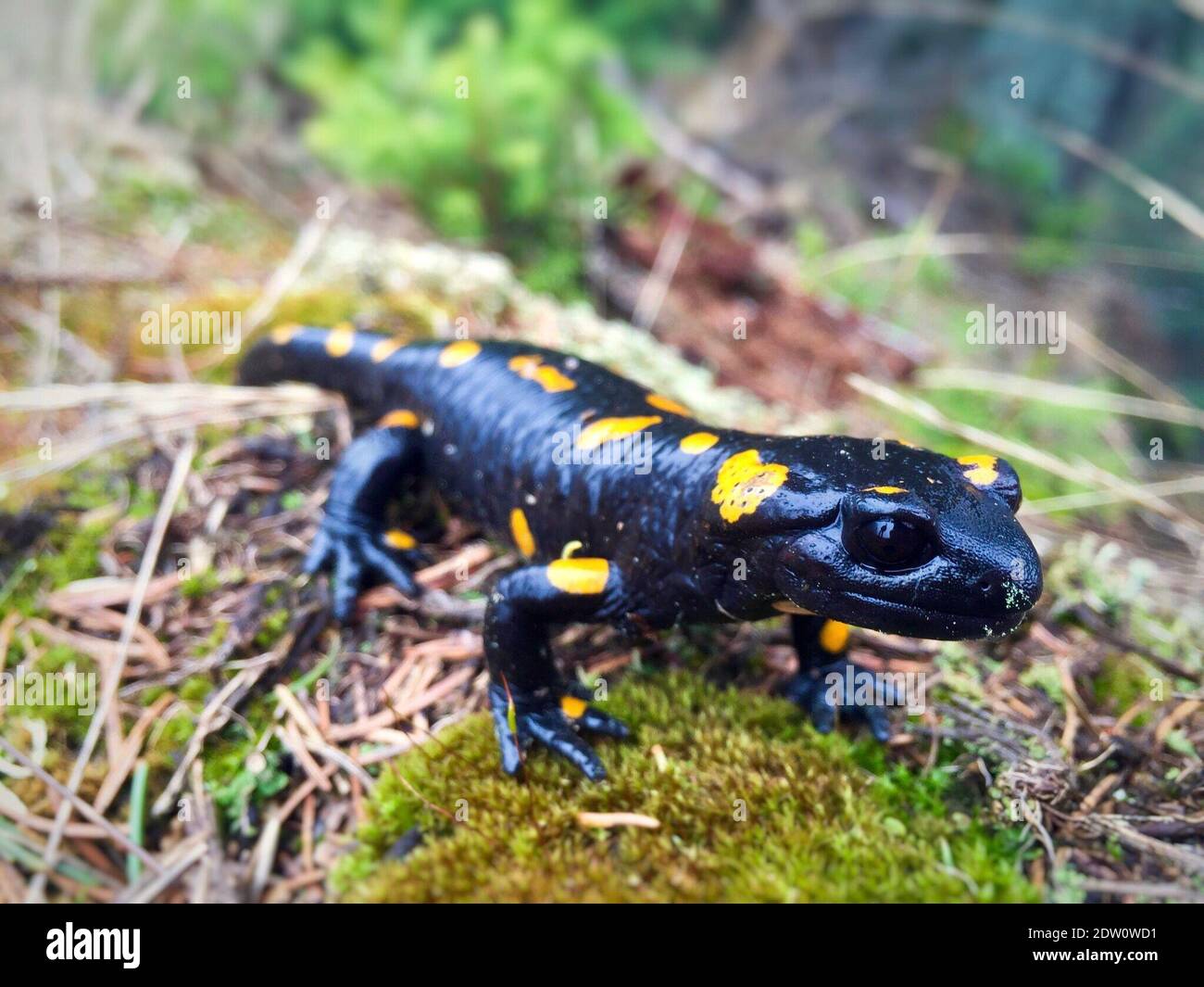 Black markings and spots hi-res stock photography and images - Alamy