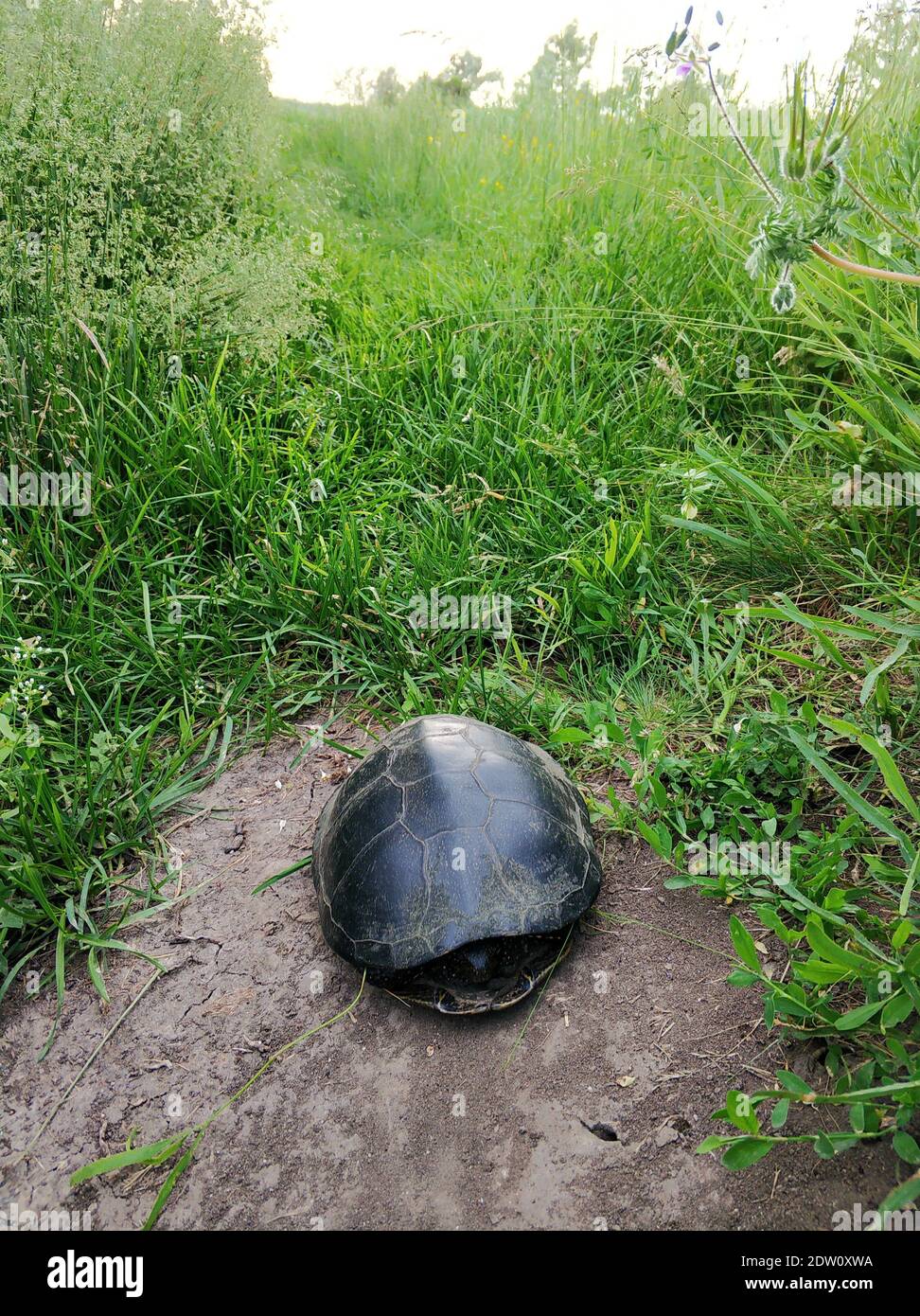 A large river turtle hiding in a shell on the river bank Stock Photo ...