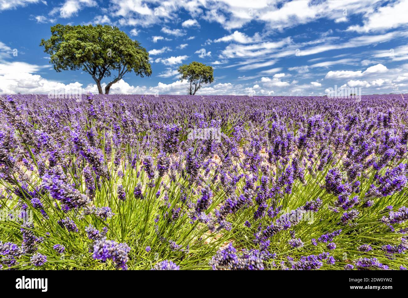 Lavender flower sown for harvesting Stock Photo - Alamy