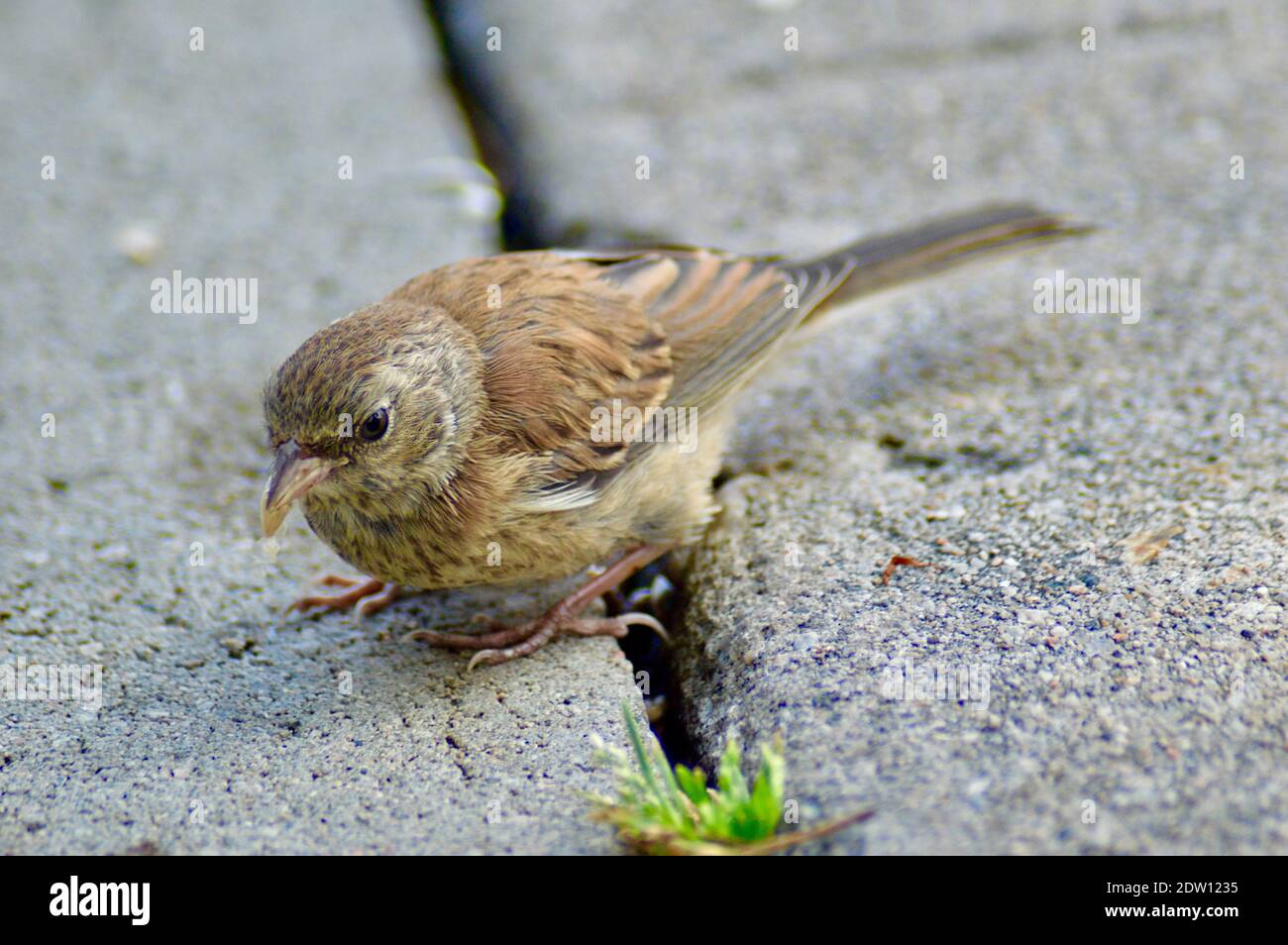 Crack themes hi-res stock photography and images - Alamy