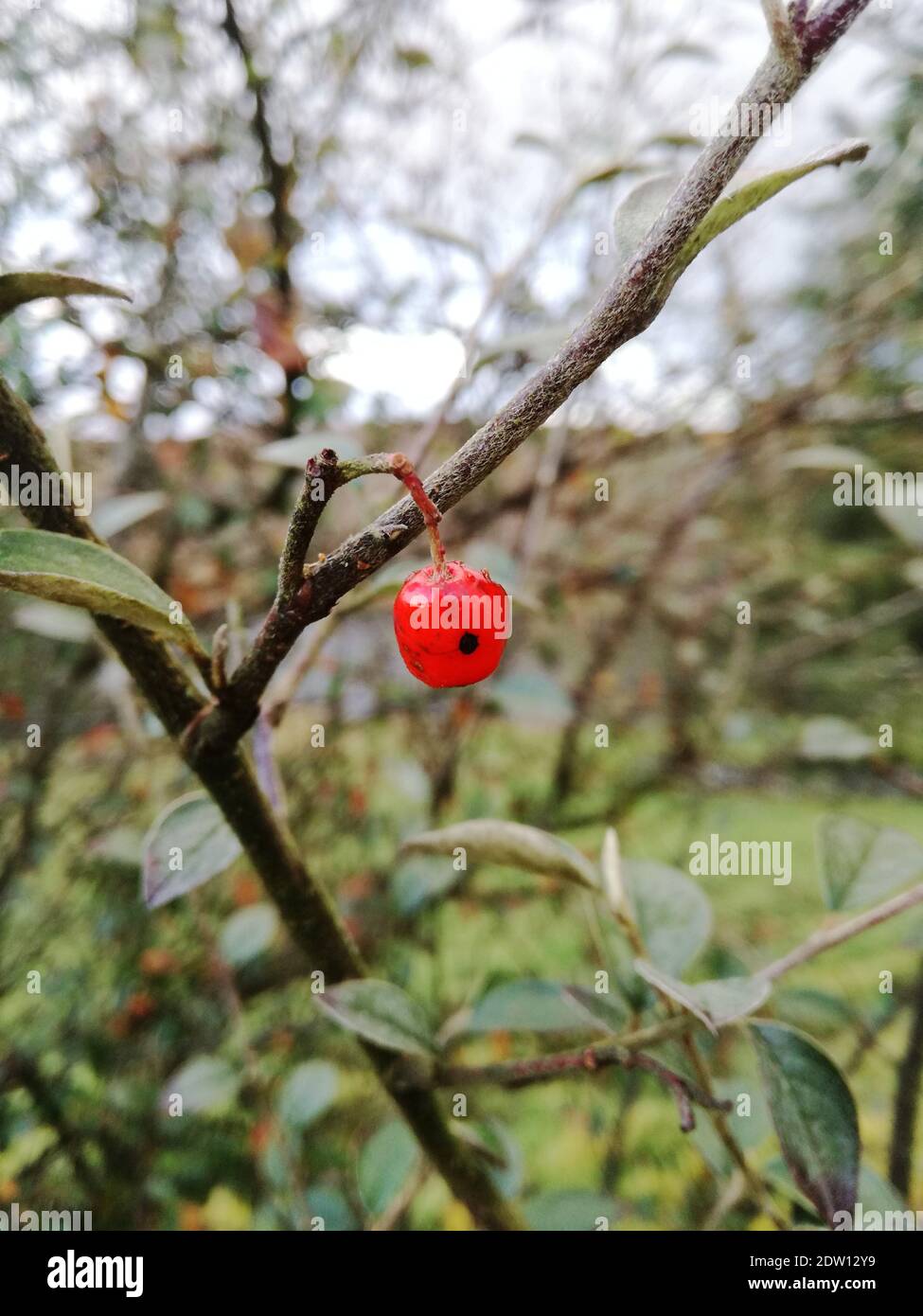 Berry on branch hi-res stock photography and images - Alamy
