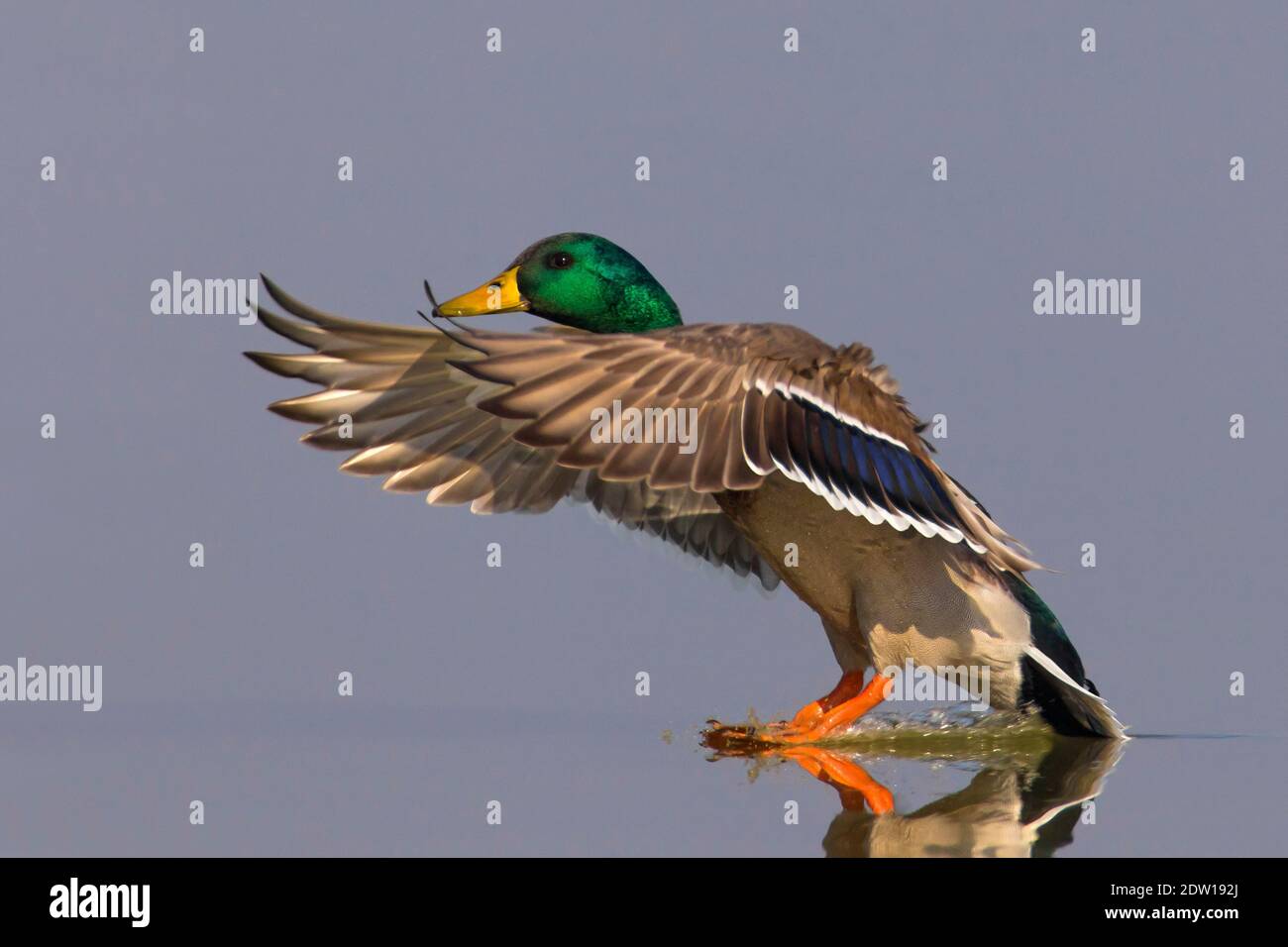 Wilde Eend, Mallard, Anas platyrhynchos Stock Photo - Alamy