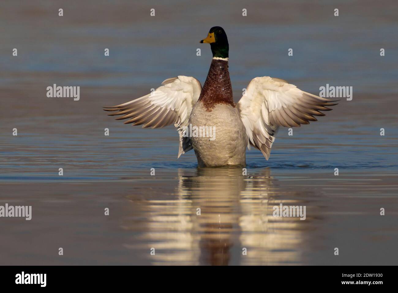 Wilde Eend, Mallard, Anas platyrhynchos Stock Photo - Alamy