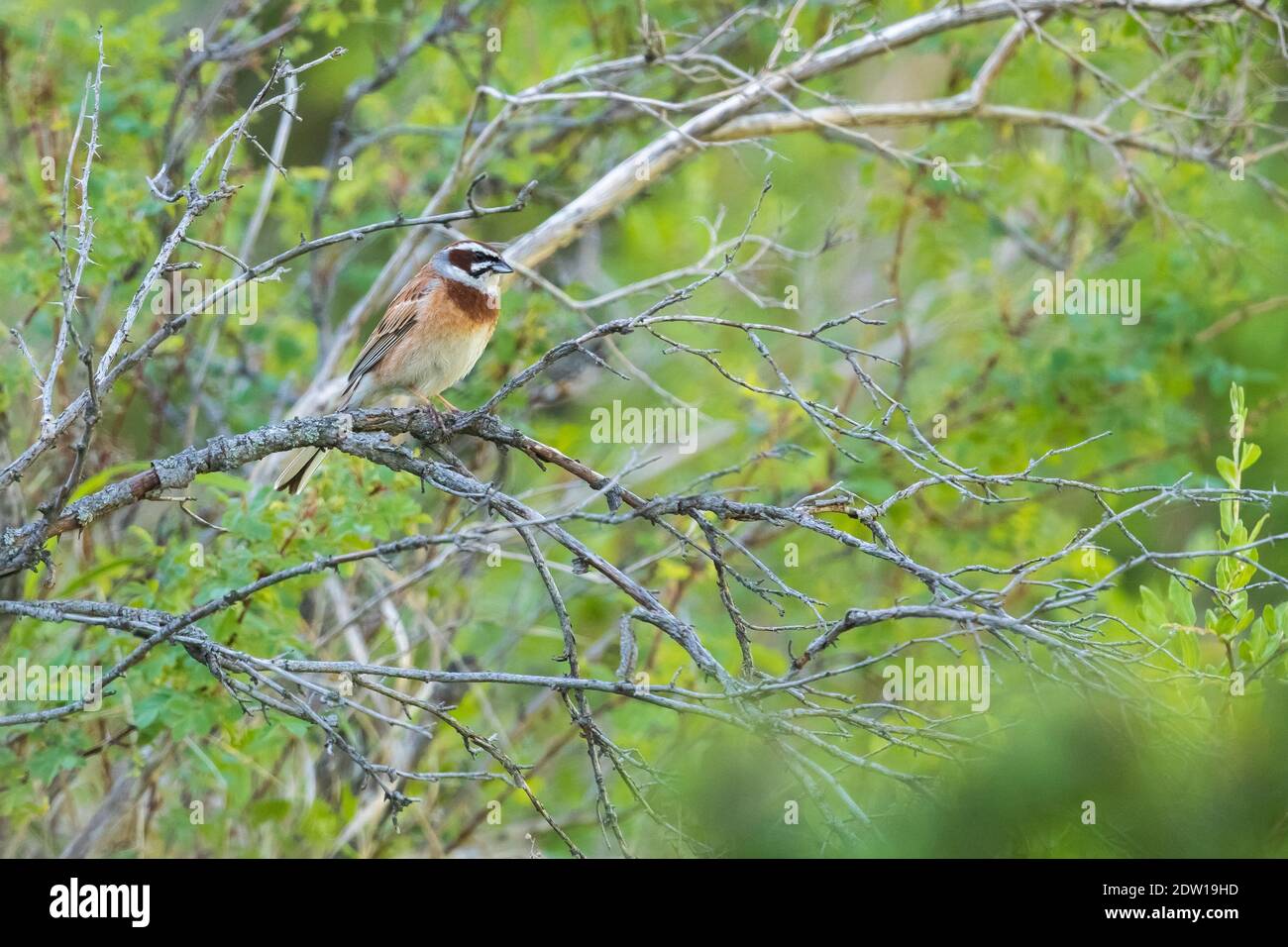 Meadow Bunting; Emberiza cioides tarbagataica Stock Photo - Alamy