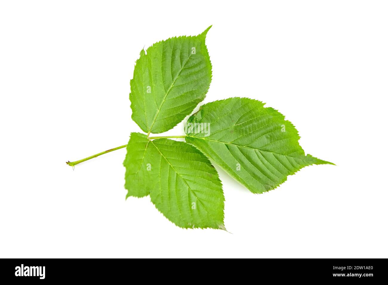 Green fresh Blackberry leaves isolated on white background. Blackberry ...