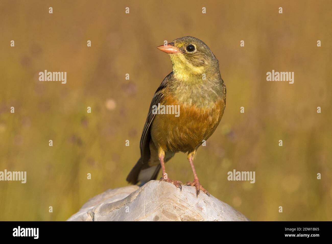 Ortolaan; Ortolan Bunting; Emberiza hortulana Stock Photo - Alamy