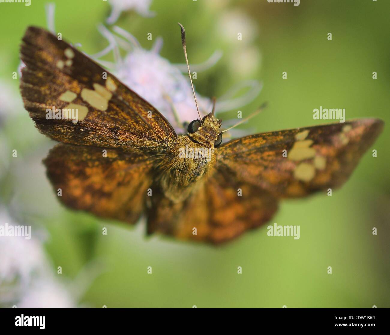 Siberian butterfly hi-res stock photography and images - Alamy