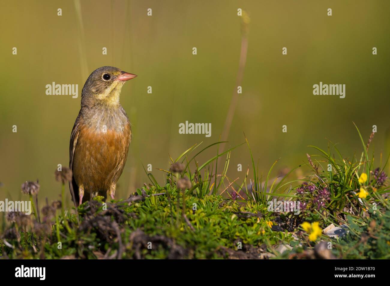 Ortolaan; Ortolan Bunting; Emberiza hortulana Stock Photo - Alamy