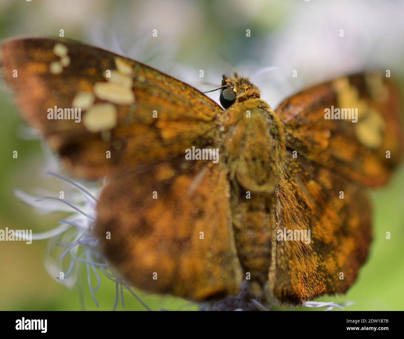 A moth sat on a wild flower. Agartala, Tripura, India Stock Photo - Alamy