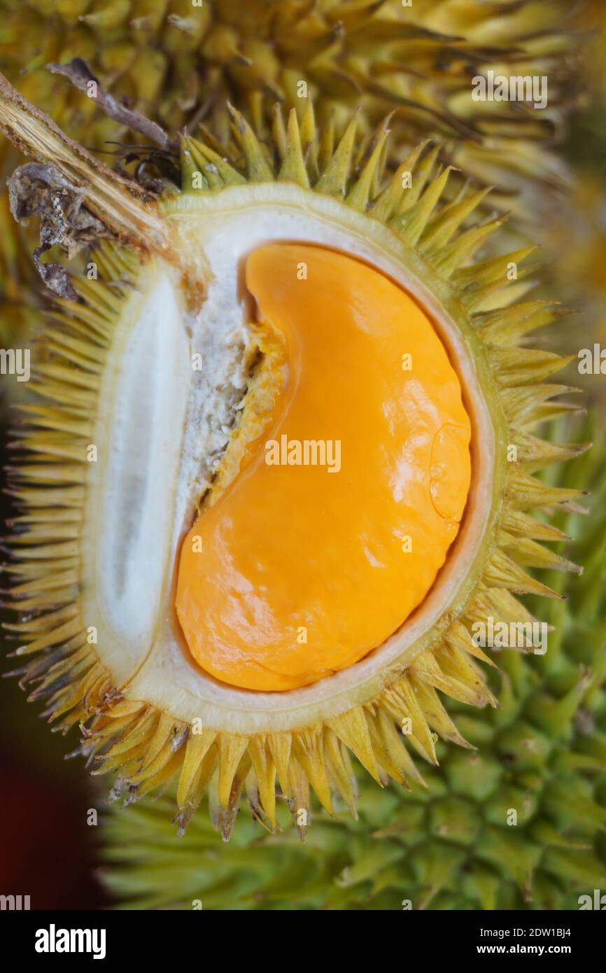 Cross section the fruit the durian hi-res stock photography and images ...