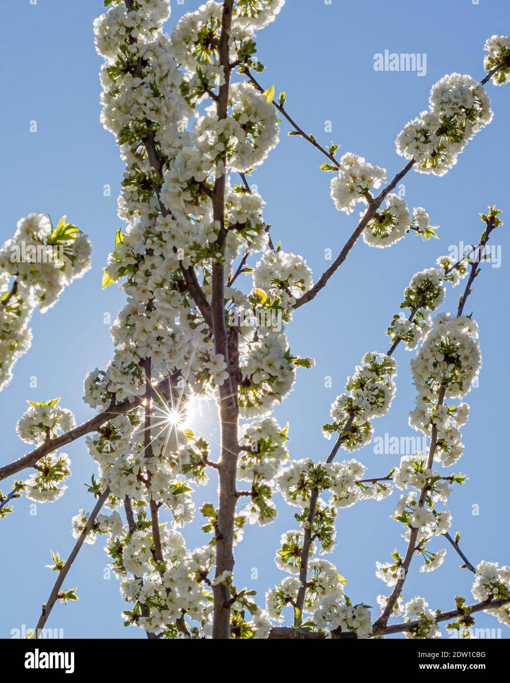 Cherry blossom close up, sunshine Stock Photo - Alamy