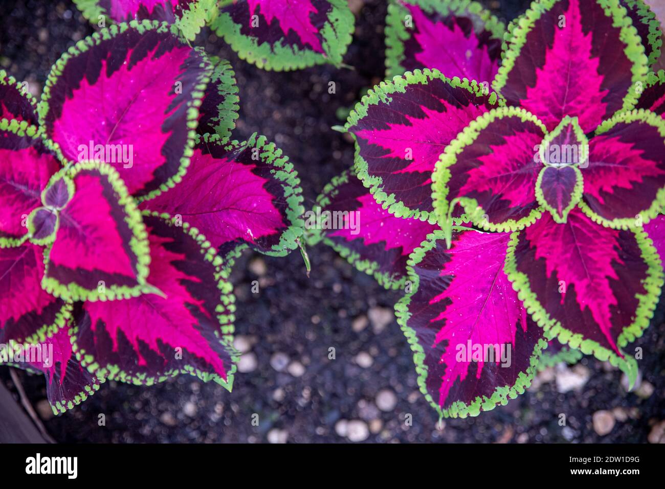The coleo, native perennial plant Stock Photo - Alamy