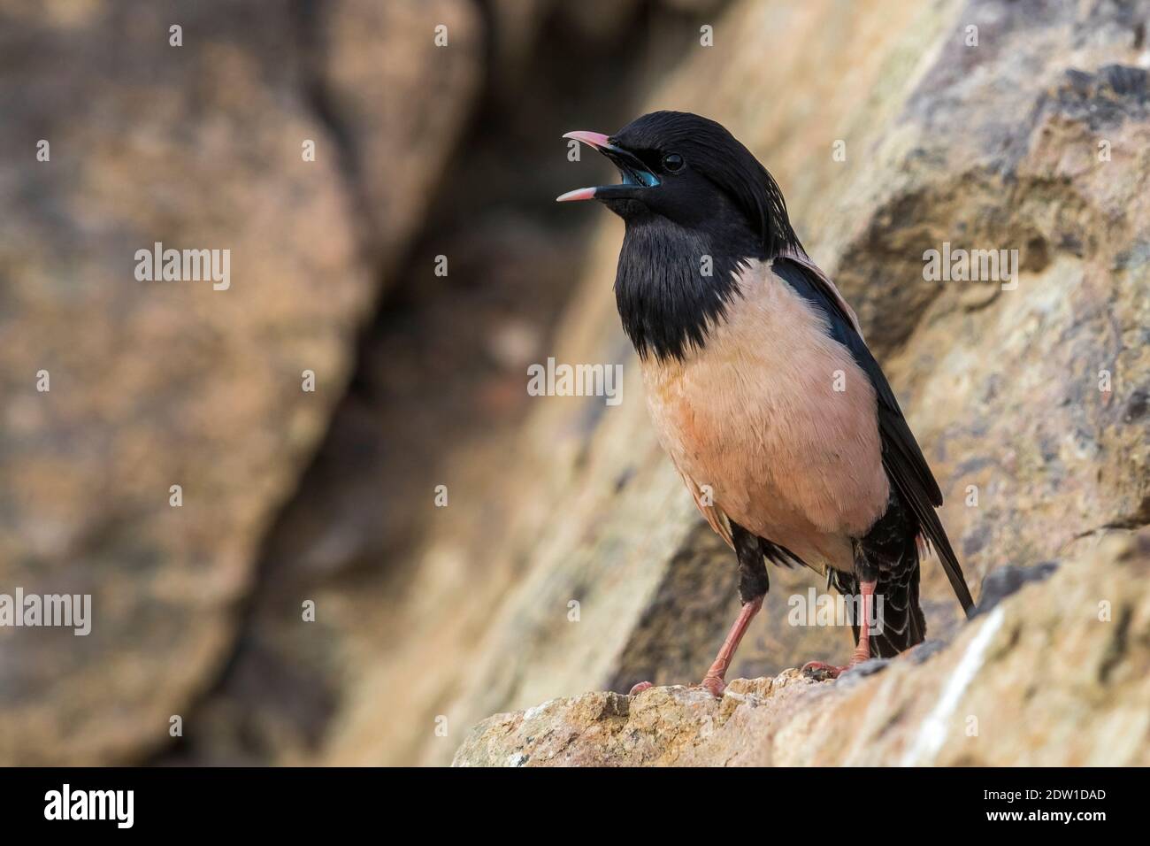 Rosse Spreeuw; Rosy Starling; Pastor roseus Stock Photo - Alamy