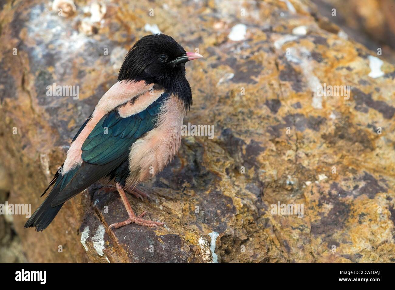 Rosse Spreeuw; Rosy Starling; Pastor roseus Stock Photo - Alamy
