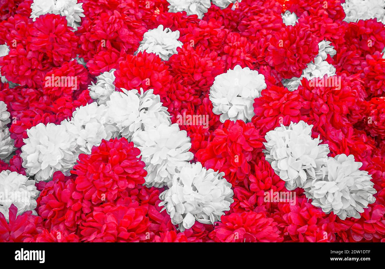 Cut Flowers White Carnations High Resolution Stock Photography and ...