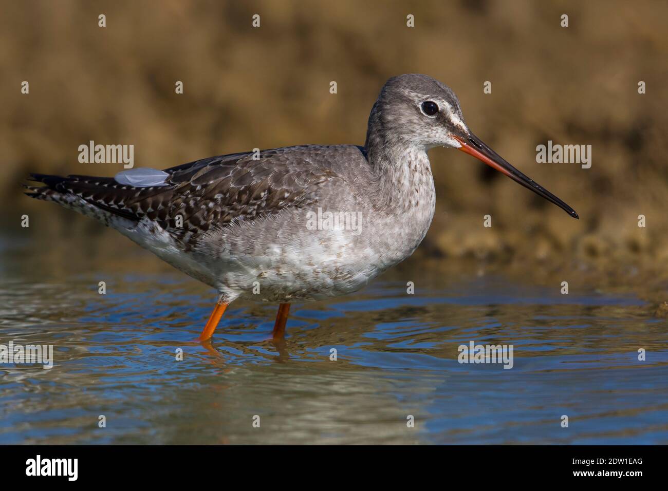 Winter plumaged Spotted Redshank wading in shallow water Stock Photo ...