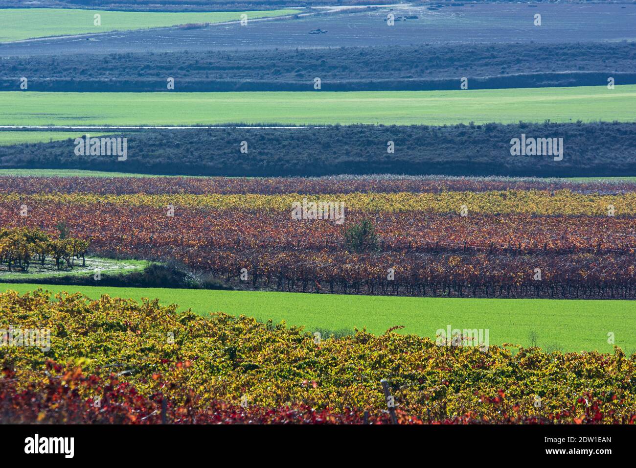 Cultivation of vineyards with different colours Stock Photo - Alamy