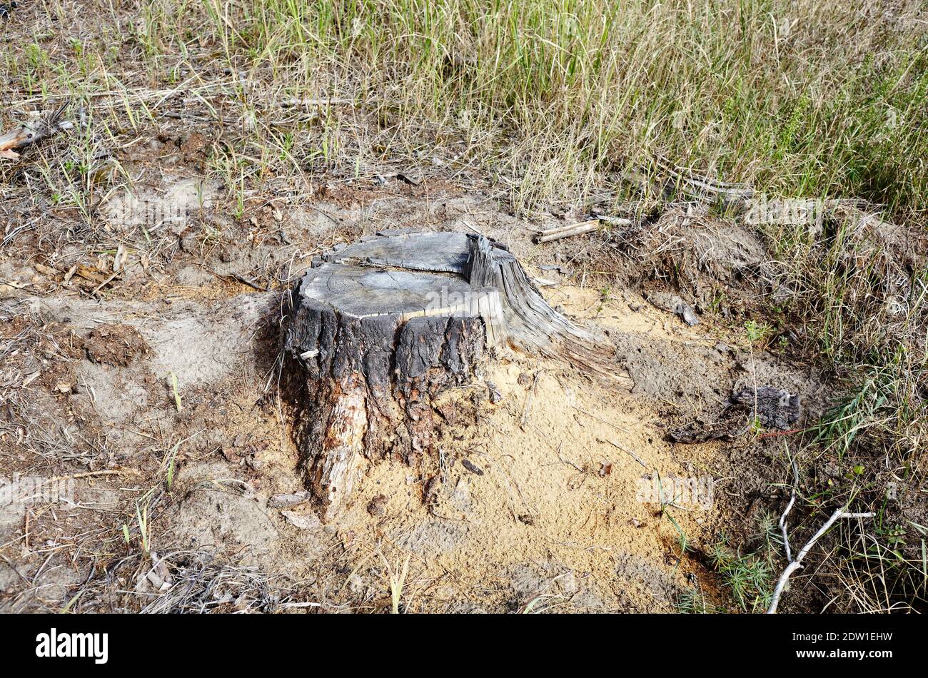 Tree stump in a bright forest. Tree stump after deforestation Stock ... Tree stump in a bright forest. Tree stump after deforestation Stock ...