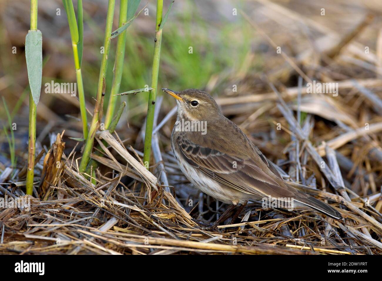 Waterpieper, Water Pipit, Anthus spinoletta Stock Photo - Alamy