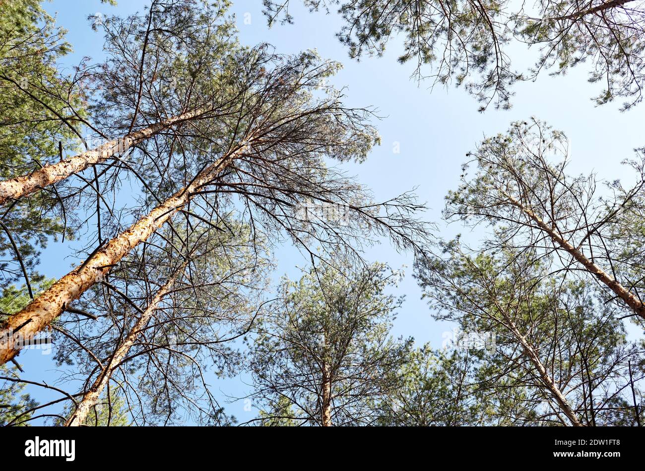 Bottom view of tall old tress in evergreen forest. Blue sky in the ...