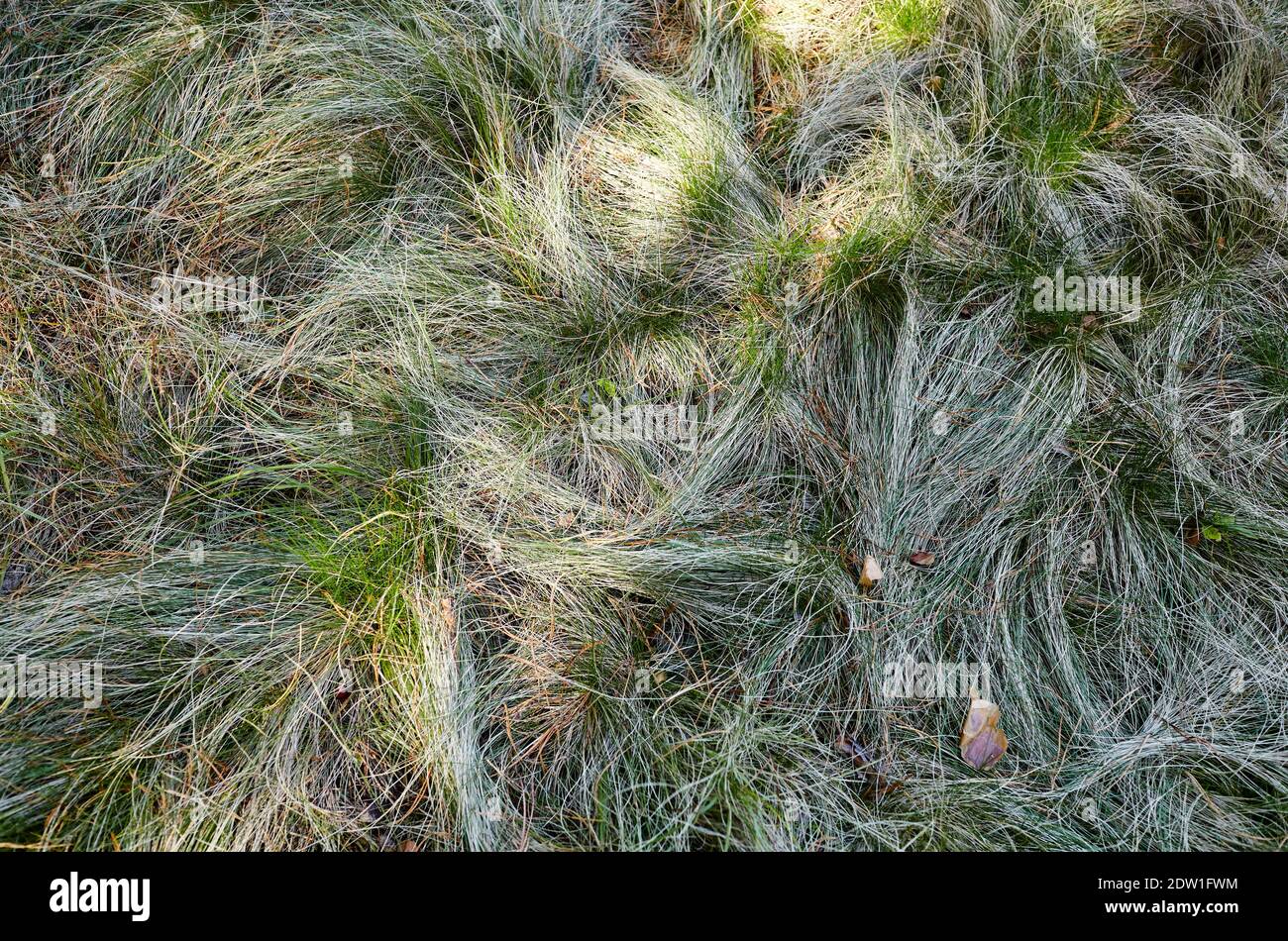 Abstract image of wavy grass at field. Natural and messy, luscious long ...