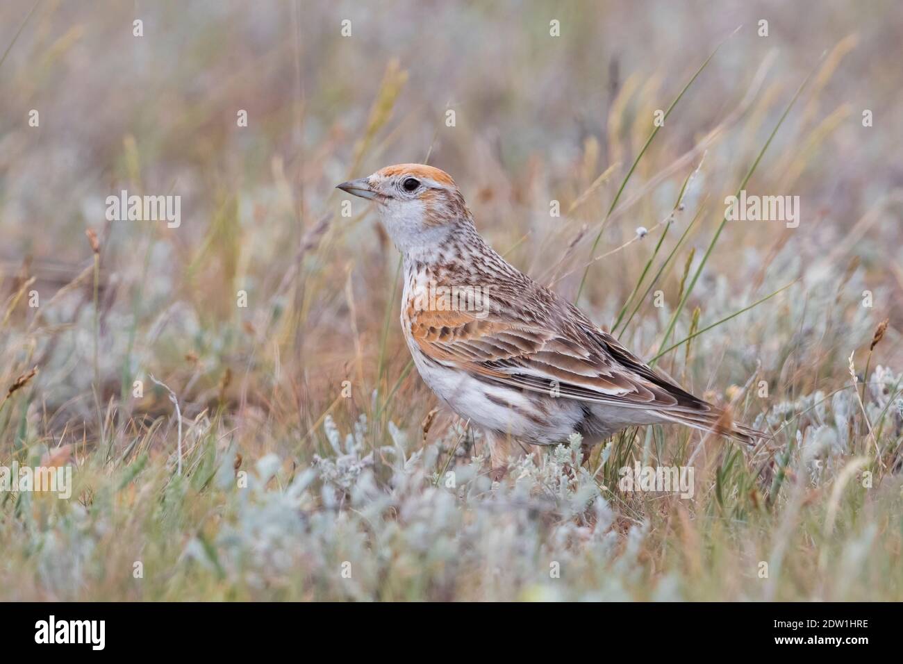 Witvleugelleeuwerik, White-winged Lark, Alauda leucoptera Stock Photo ...