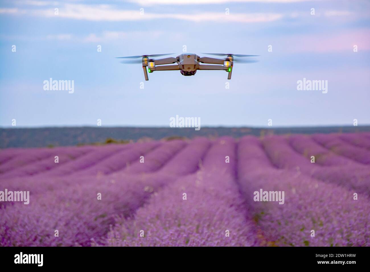 Drone in lavender flower field Stock Photo - Alamy