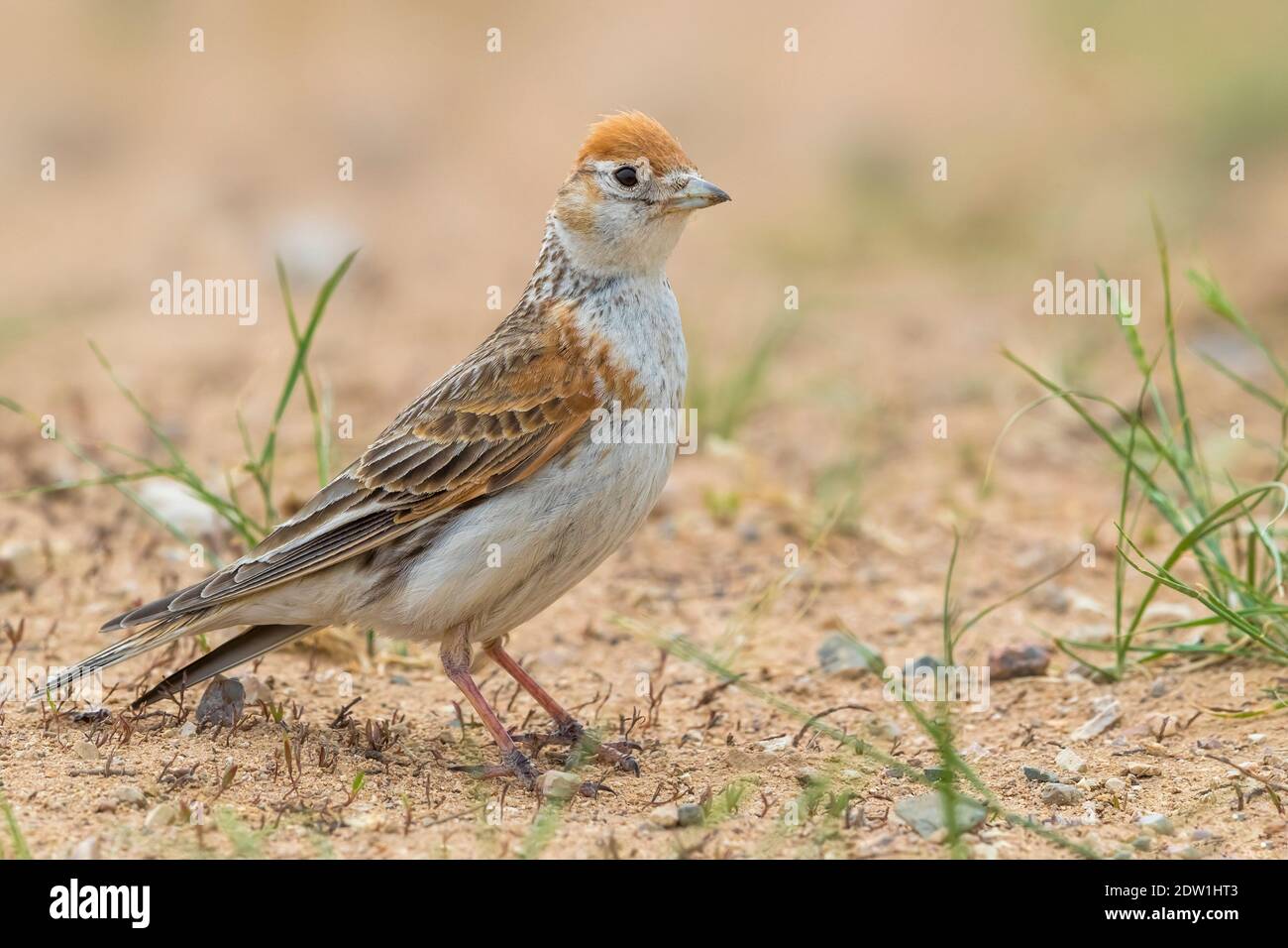 Witvleugelleeuwerik, White-winged Lark, Alauda leucoptera Stock Photo ...