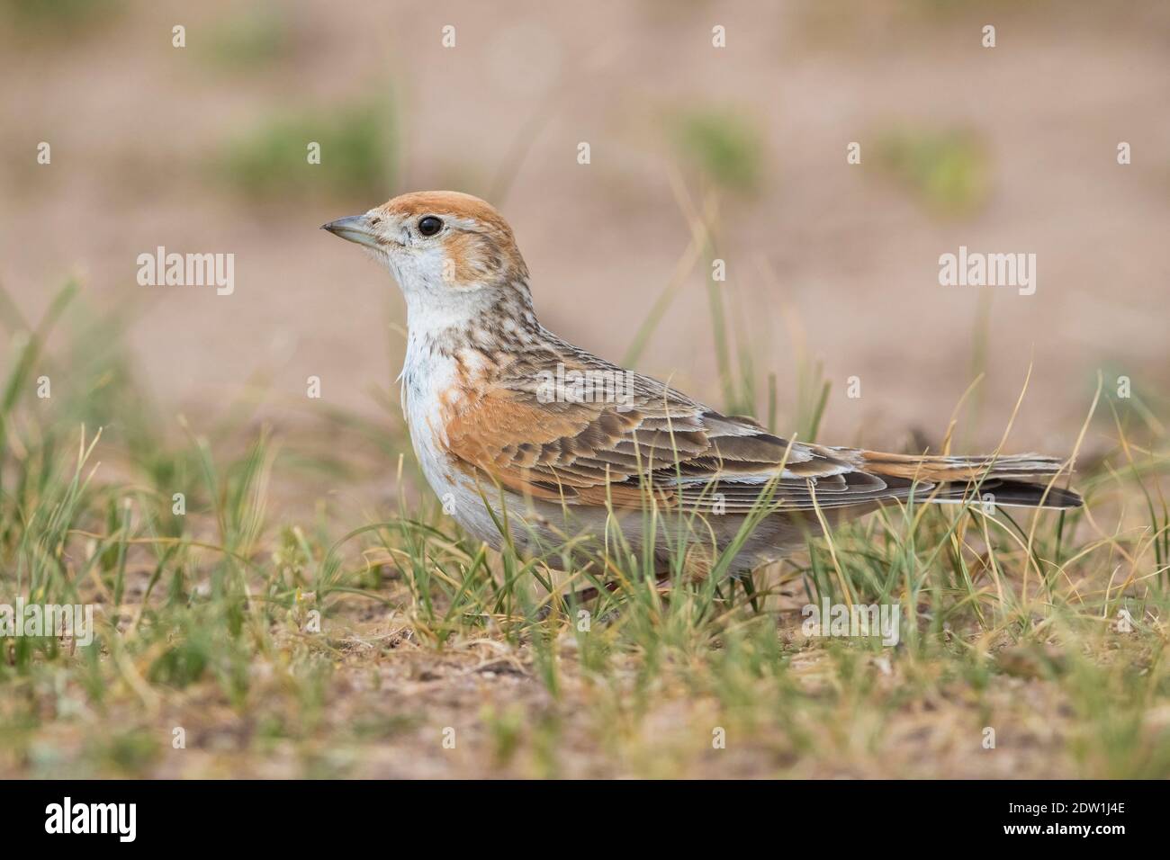 Witvleugelleeuwerik, White-winged Lark, Alauda leucoptera Stock Photo ...