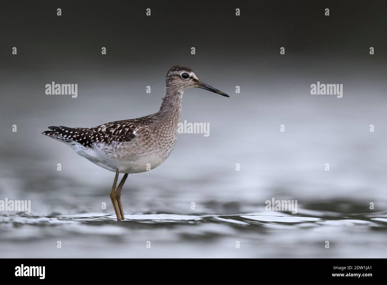 Bosruiter; Wood Sandpiper; Tringa glareola Stock Photo - Alamy