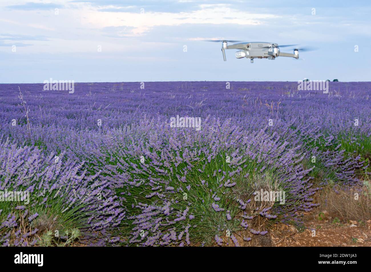 Drone in lavender flower field Stock Photo - Alamy