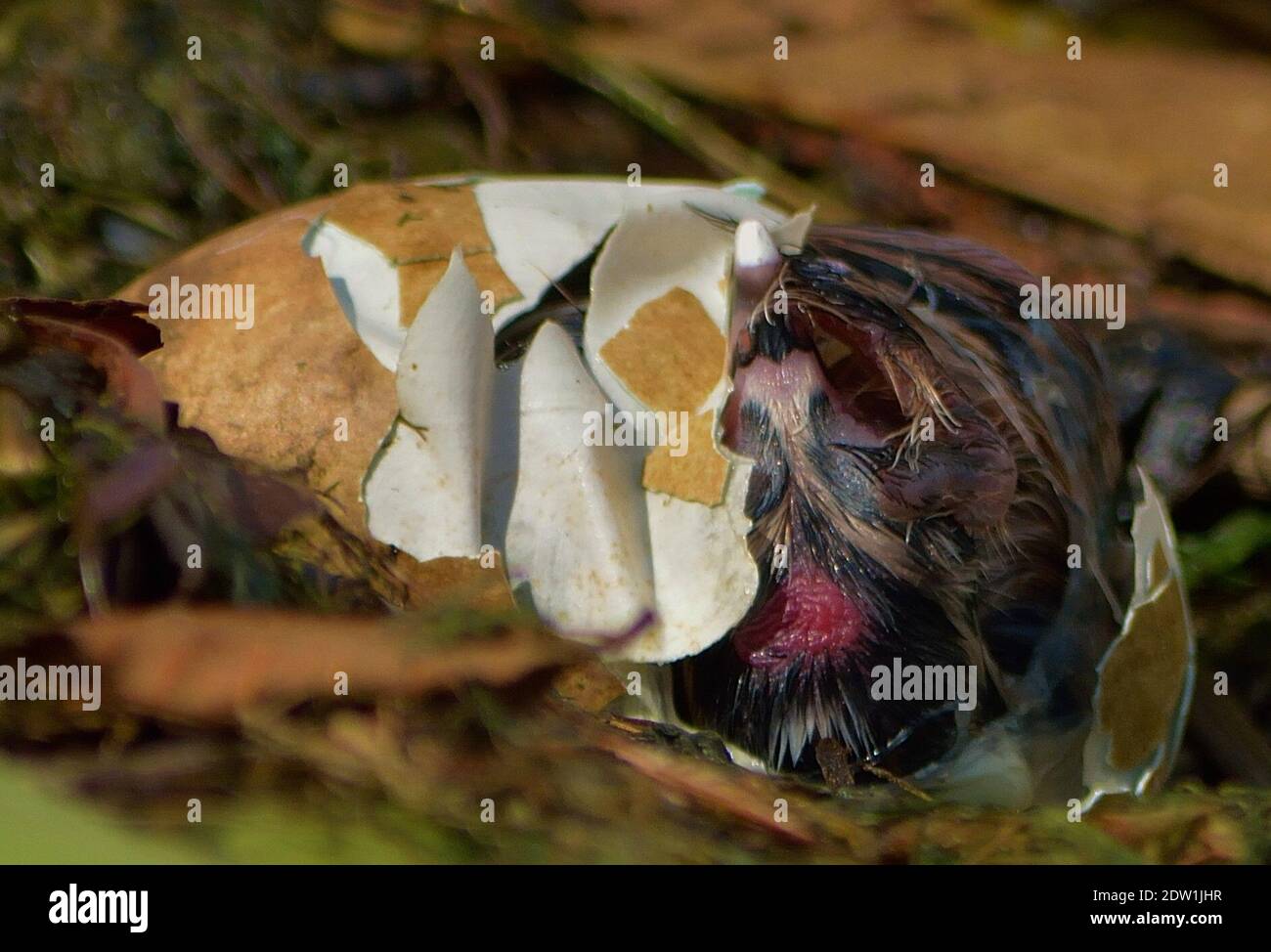 Wild birth hi-res stock photography and images - Alamy